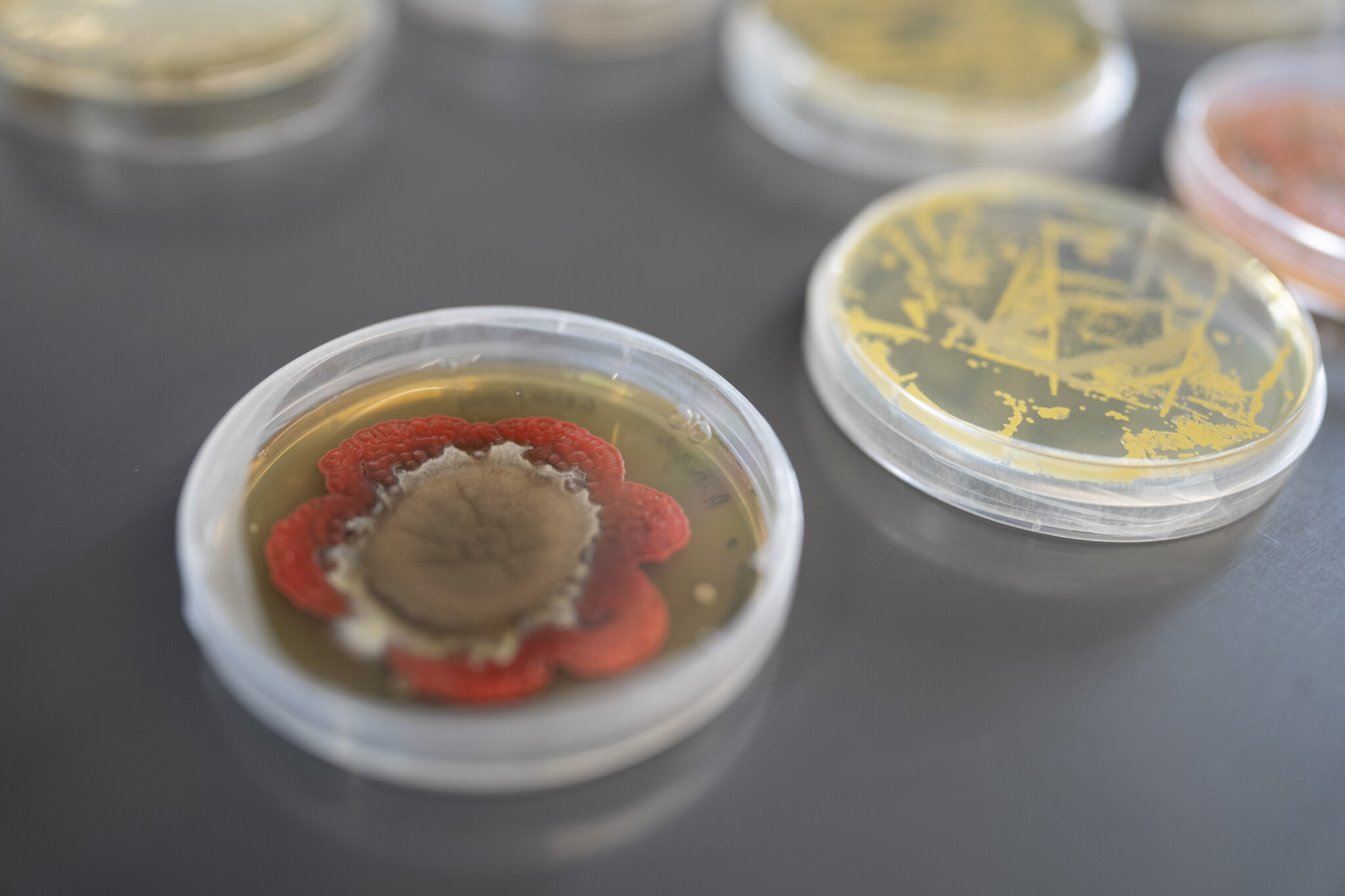 Microbial Art: A Natural Palette - Northeastern Makerspaces